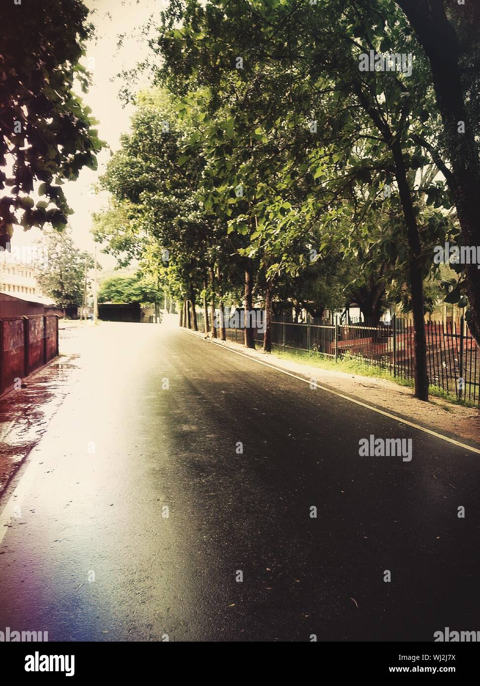 Empty tree hi-res stock photography and images - Alamy