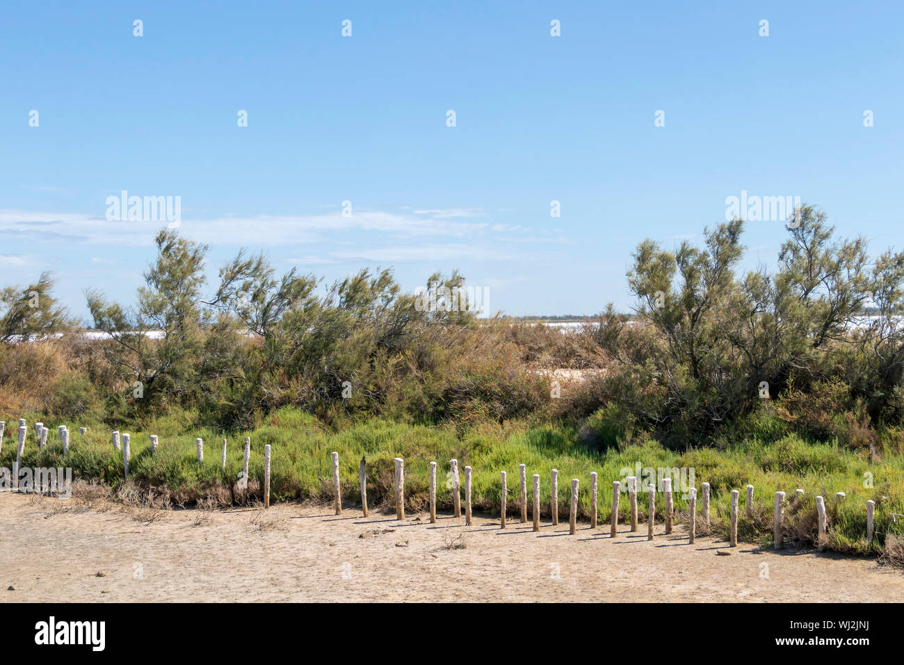 Camargue flora, vegetation scenery around the Regional Nature Park of ...