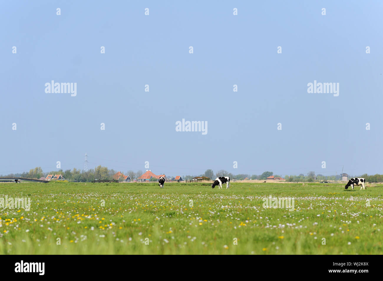 Dutch flat landscape with cows in the grass fields Stock Photo - Alamy