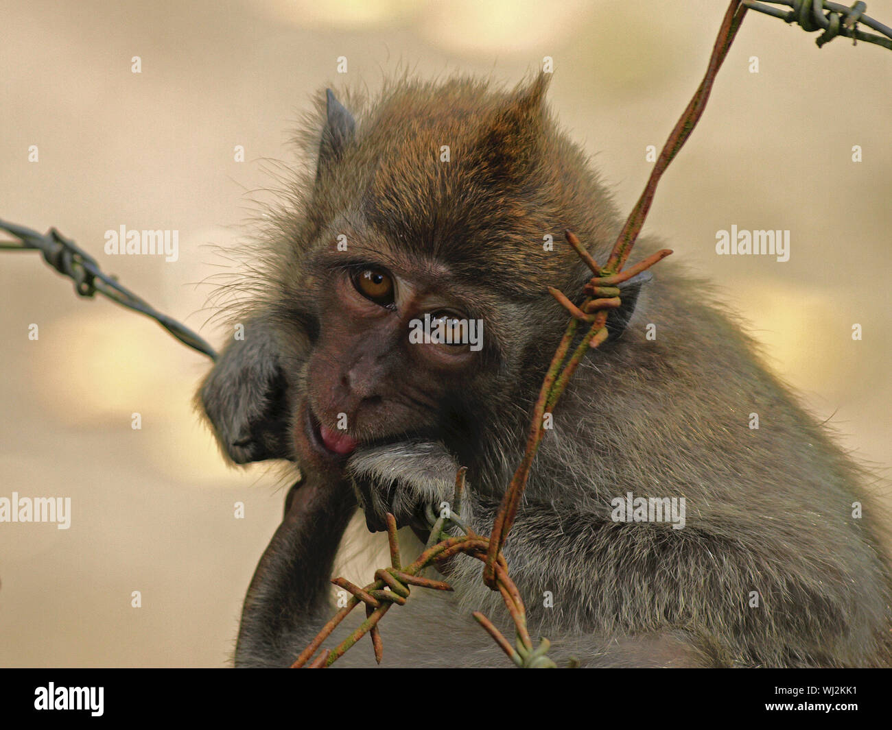Monkey barbed wire hi-res stock photography and images - Alamy