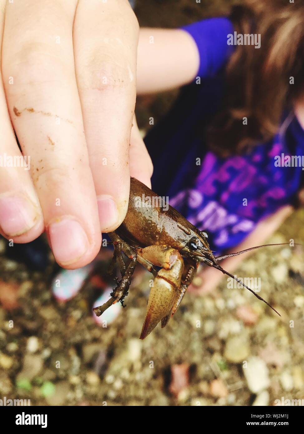 Prawn in hand hi-res stock photography and images - Alamy