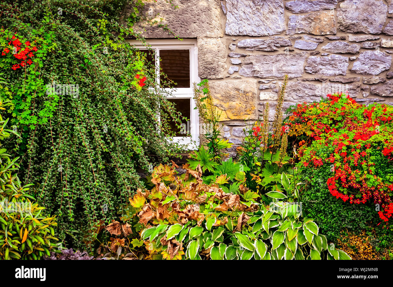 Colorful garden plants and flowers with wall and window background ...