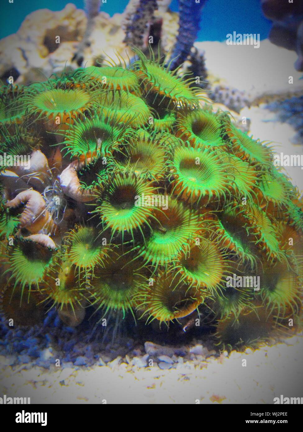 Green coral reef hi-res stock photography and images - Alamy