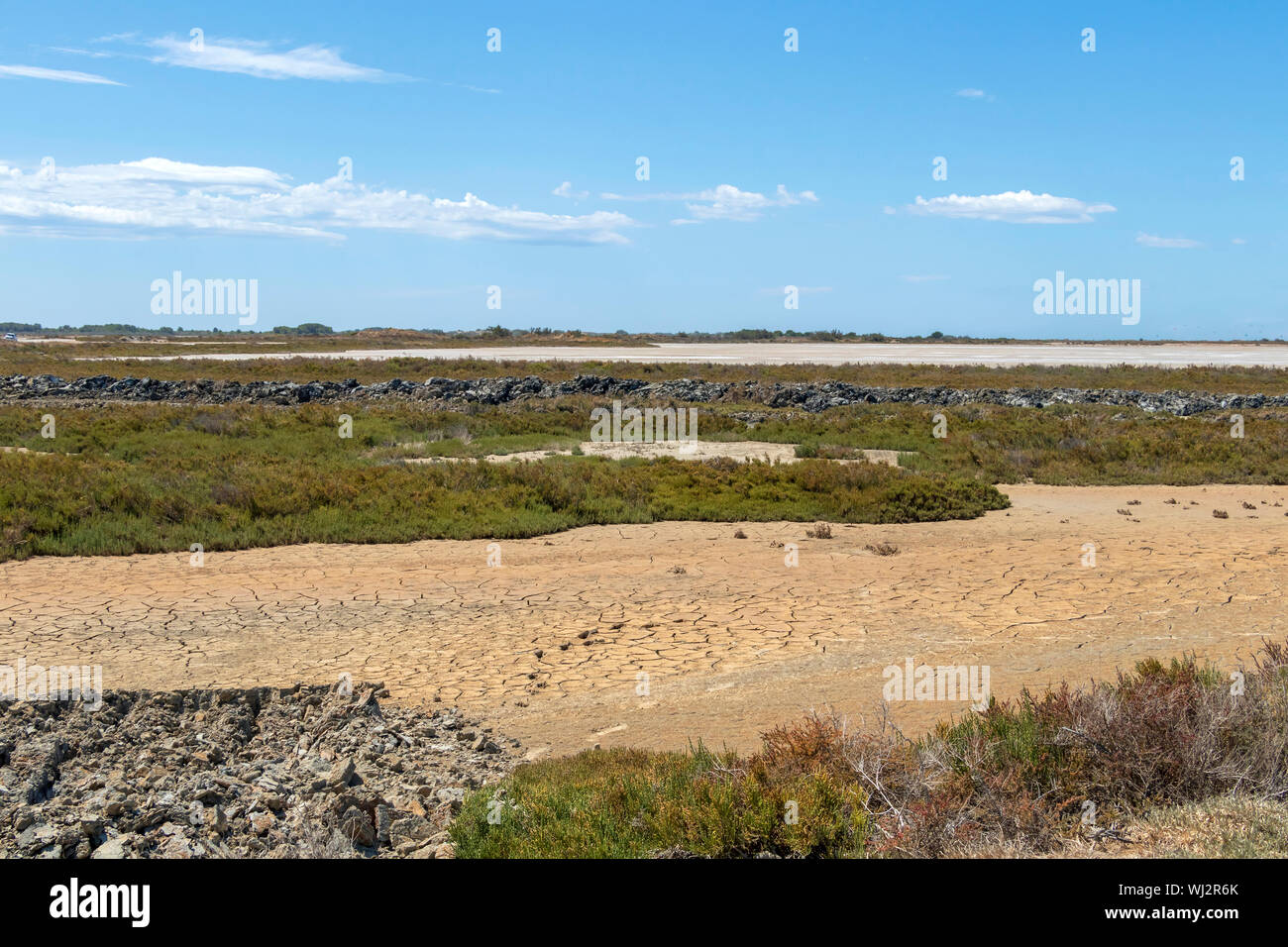 Camargue flora, vegetation scenery around the Regional Nature Park of ...