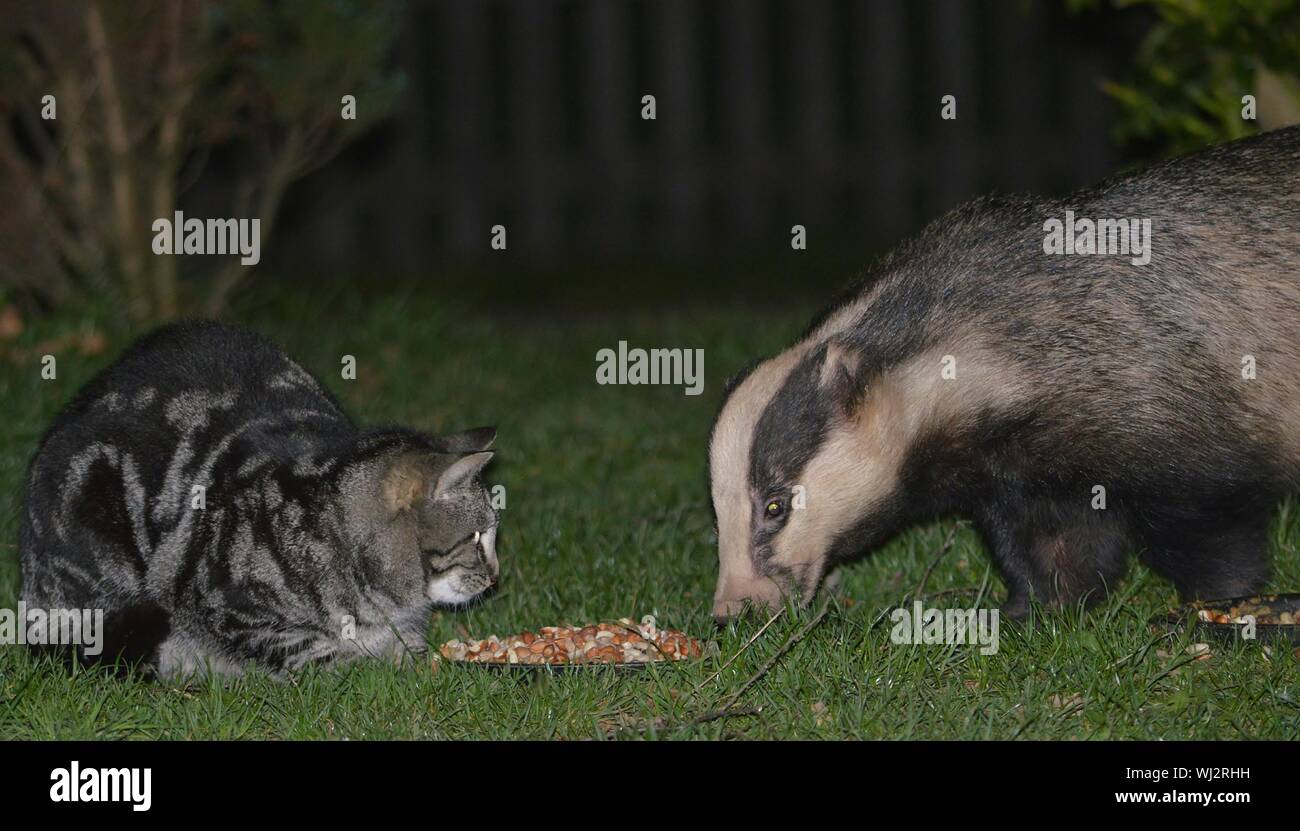 Badger close up hi-res stock photography and images - Alamy