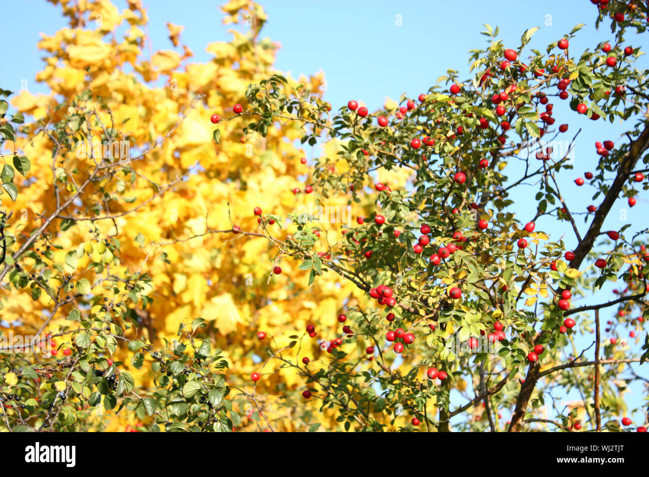Rosehip shrub hi-res stock photography and images - Alamy