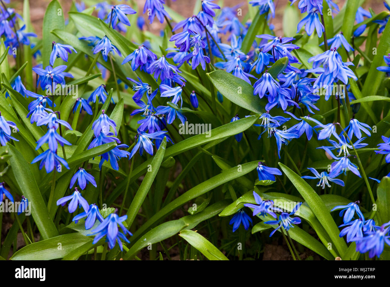 Early spring Blue Scilla (Squill) blossom background Stock Photo - Alamy