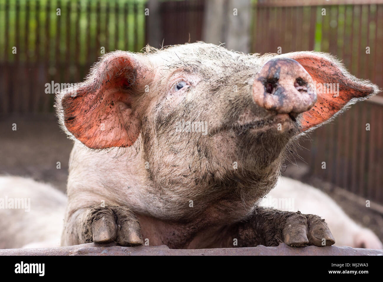 dirty pig who's curious, on the fence, pig smiling at the camera Stock ...