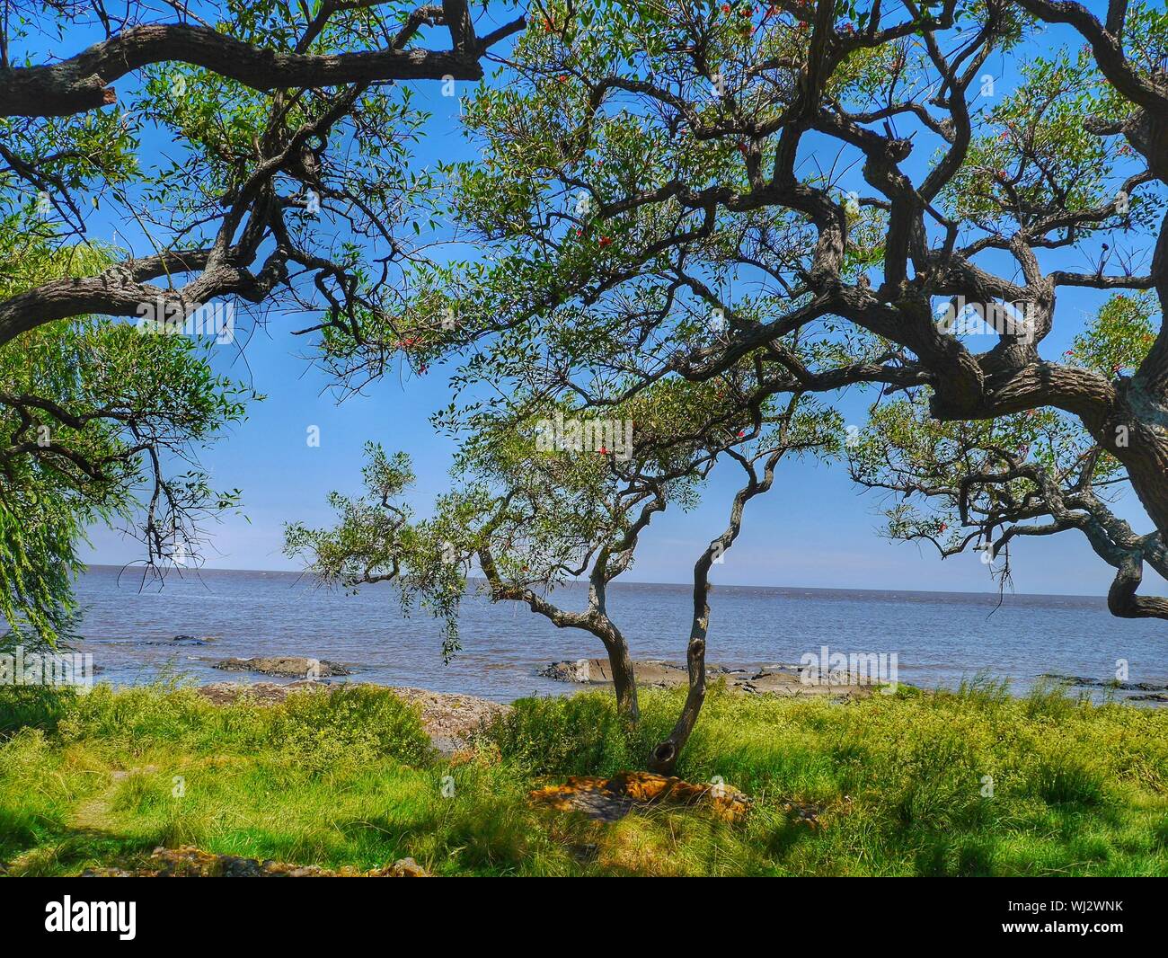 Ocean growing trees hi-res stock photography and images - Alamy