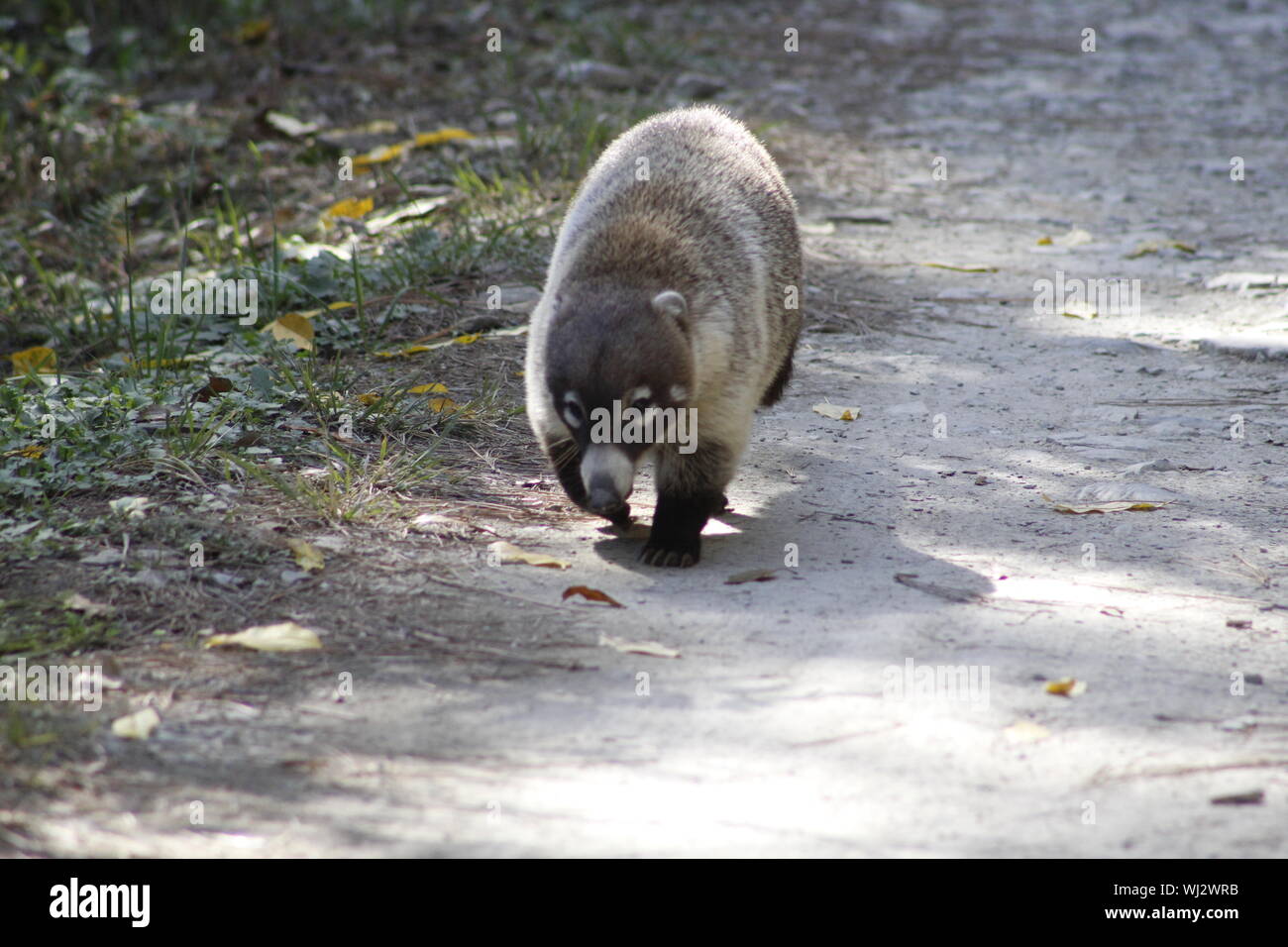 Coati walking on grass hi-res stock photography and images - Alamy