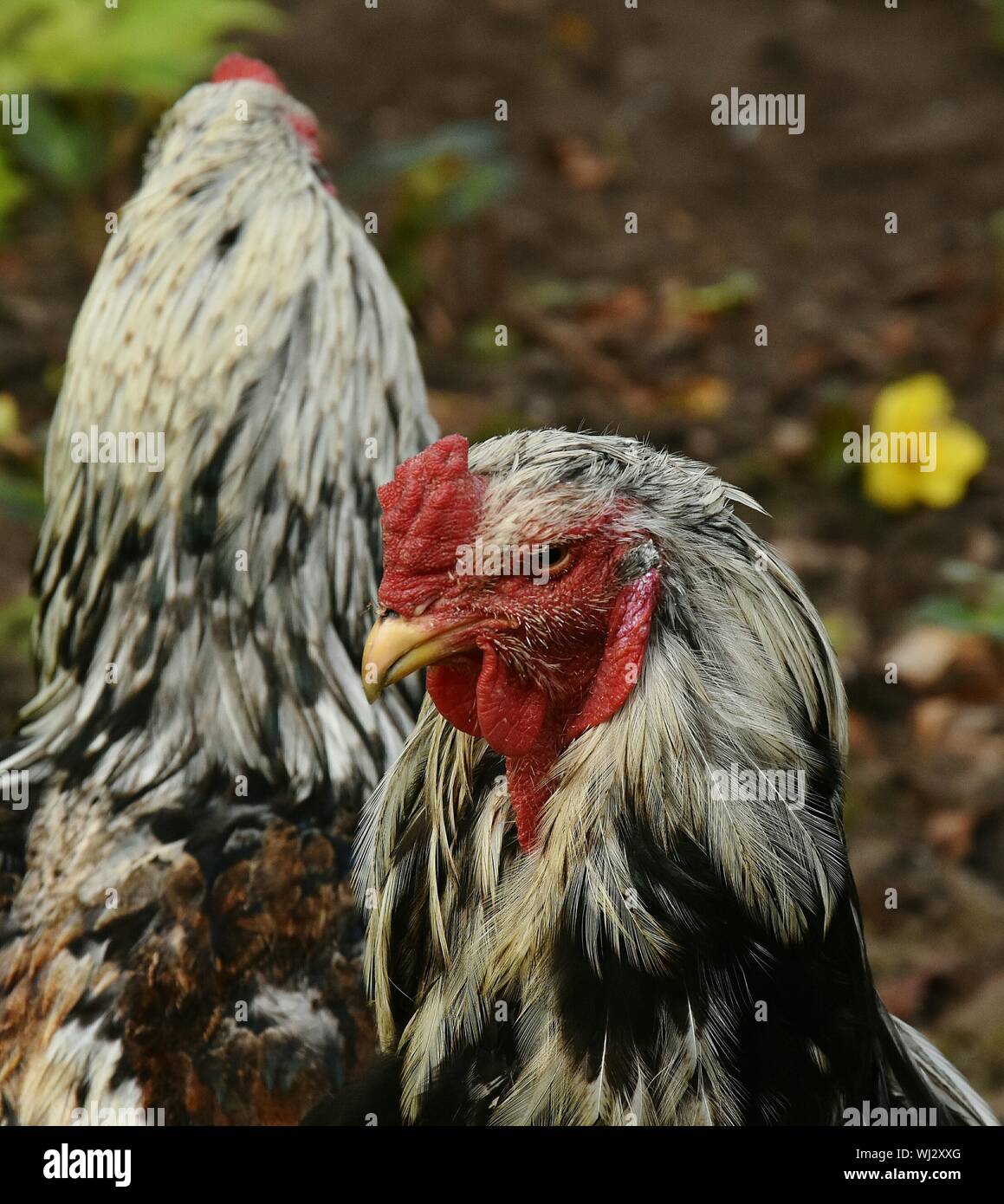Foreground two roosters hi-res stock photography and images - Alamy