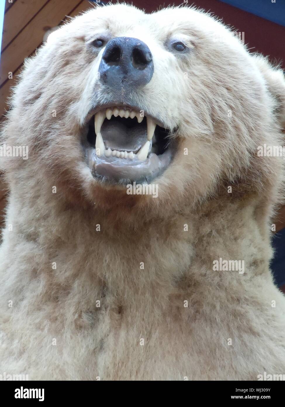 Animal open mouth bear hi-res stock photography and images - Alamy