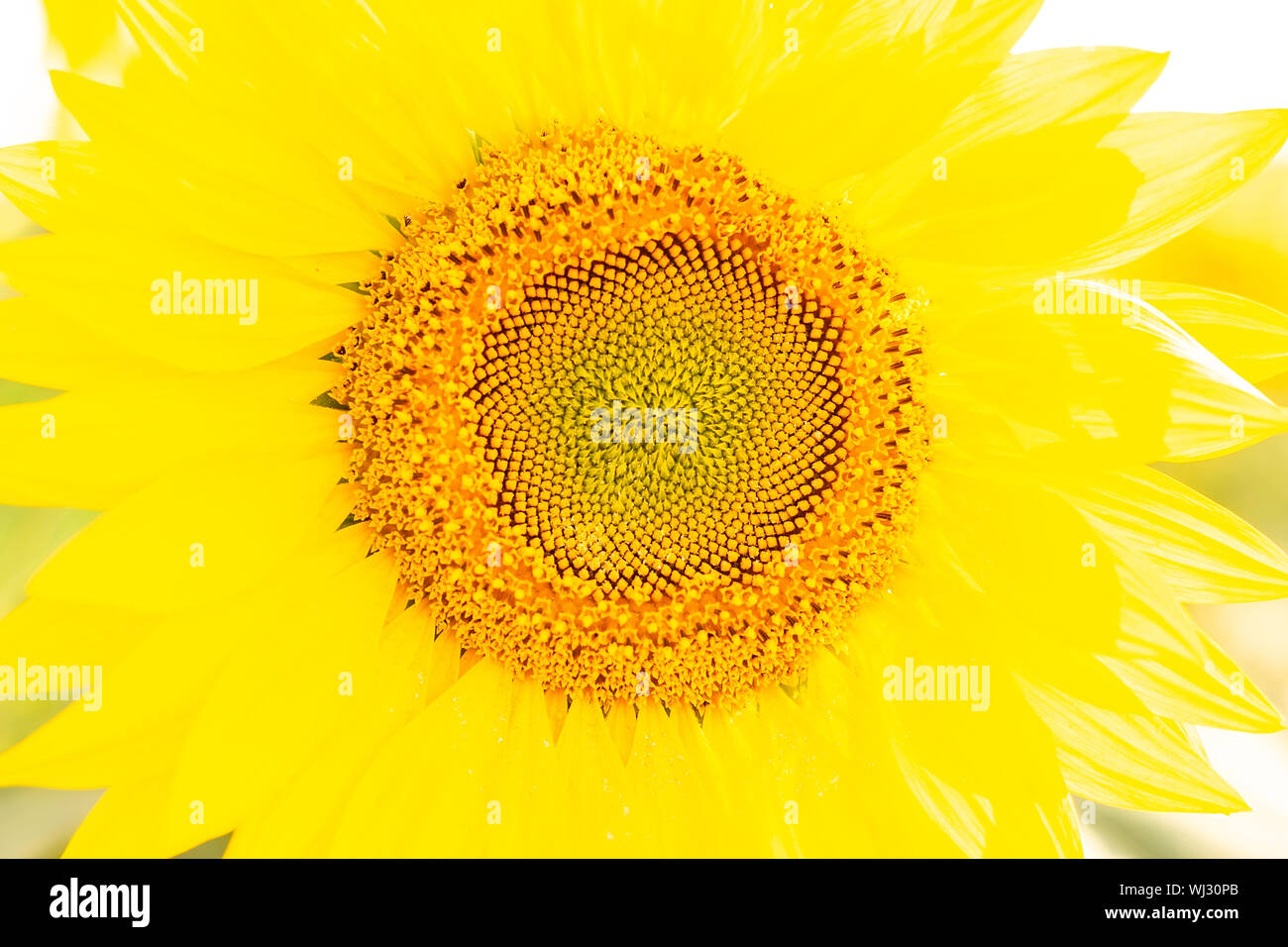 close up of sunflower texture. Organic and natural flower background ...