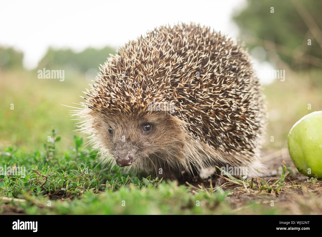 Hedgehog, (Scientific name: Erinaceus europaeus) Wild, native, European ...