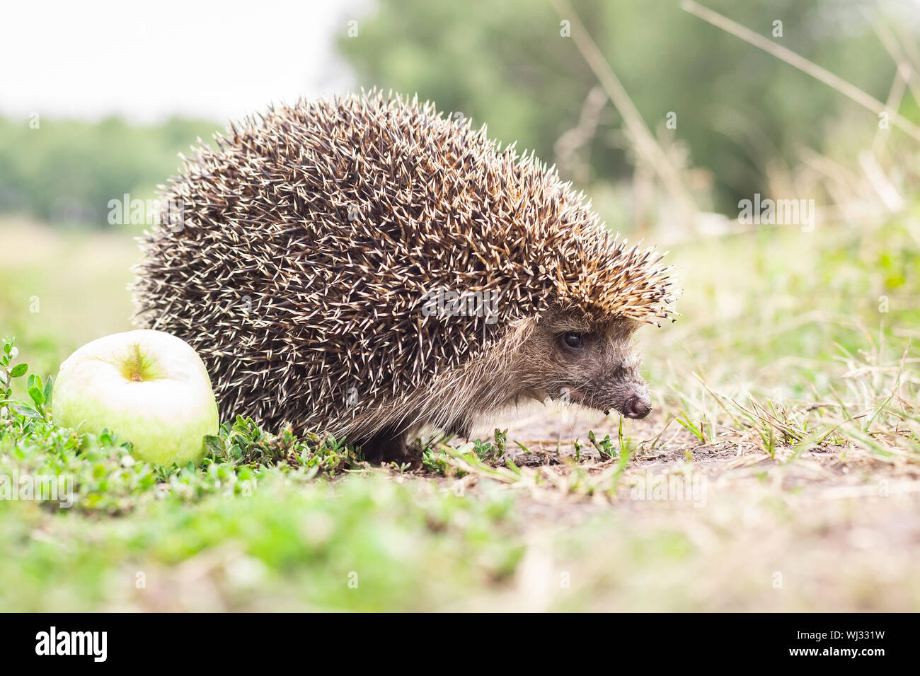 Hedgehog, (Scientific name: Erinaceus europaeus) Wild, native, European ...