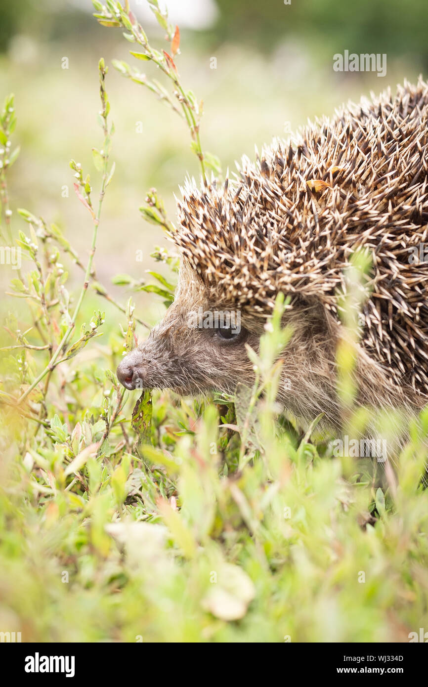 Hedgehog, (Scientific name: Erinaceus europaeus) Wild, native, European ...