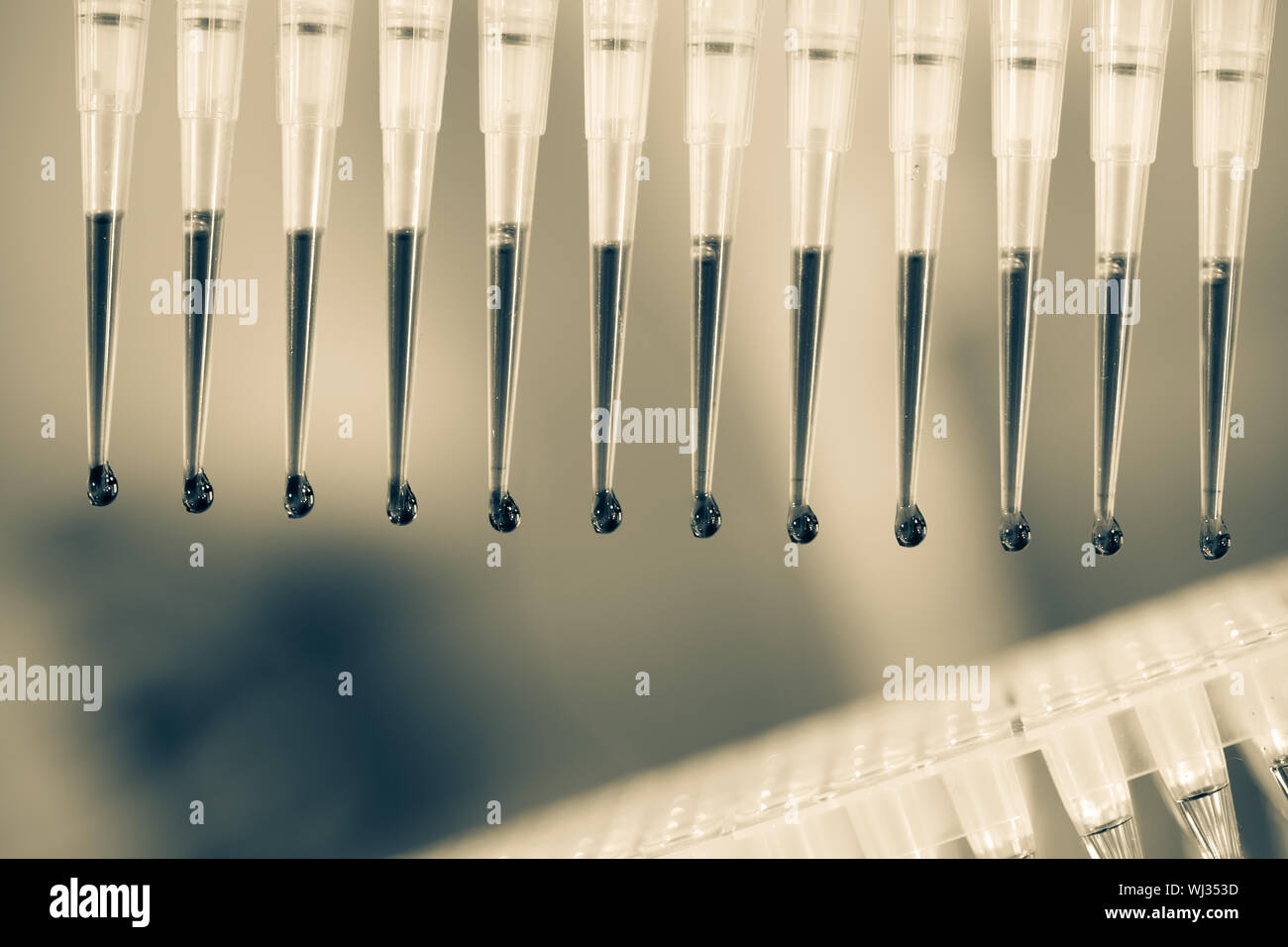 Loading of PCR samples in numbered plastic tubes Stock Photo - Alamy