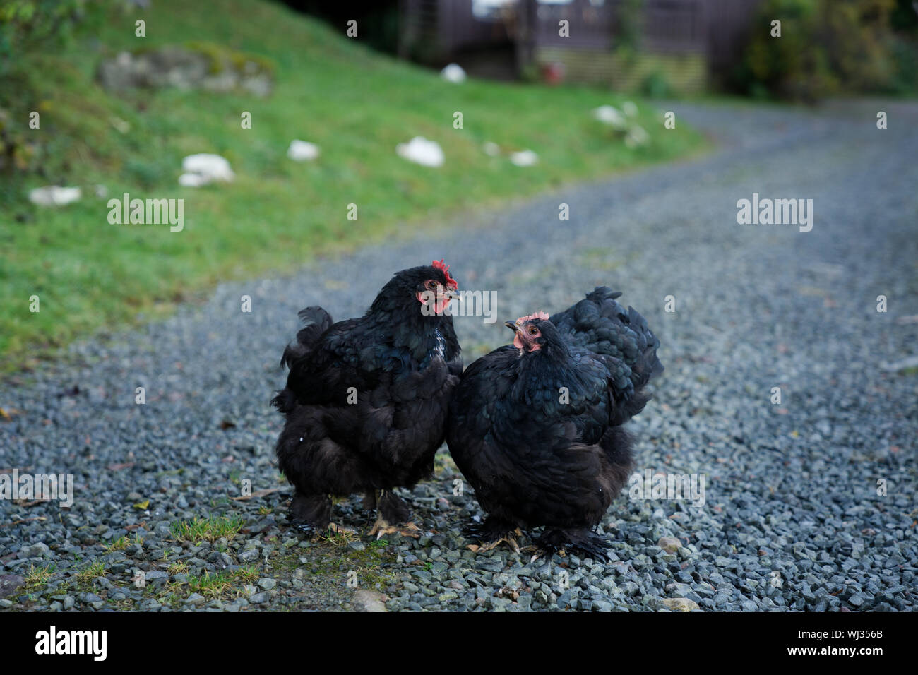 Black turkey hen hi-res stock photography and images - Alamy