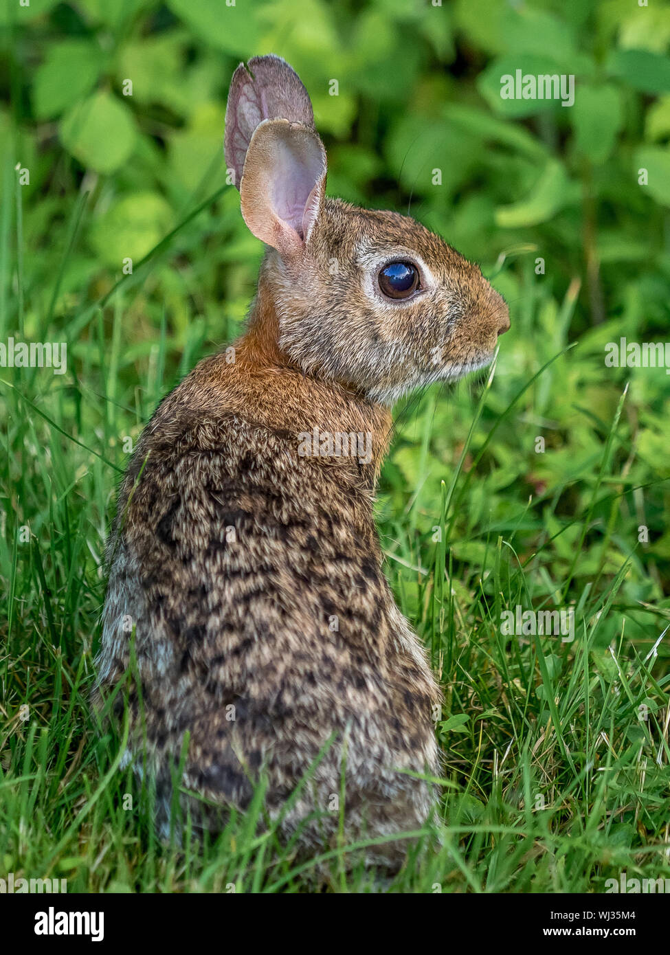 Bunny rear view hi-res stock photography and images - Alamy