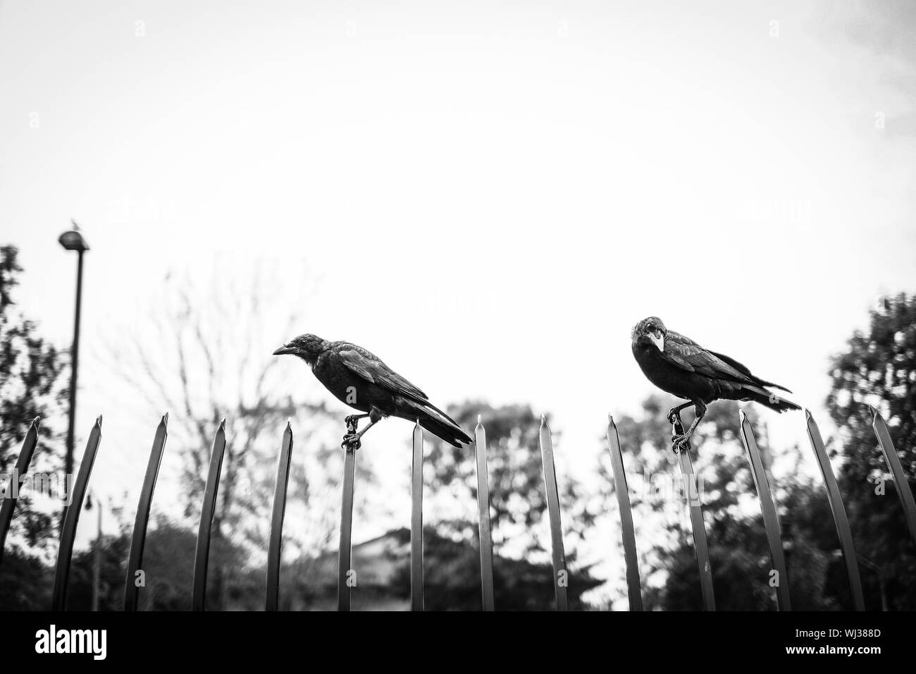 The tree of crows Black and White Stock Photos & Images - Alamy