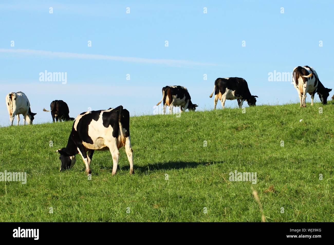 Wallpaper agriculture hi-res stock photography and images - Alamy