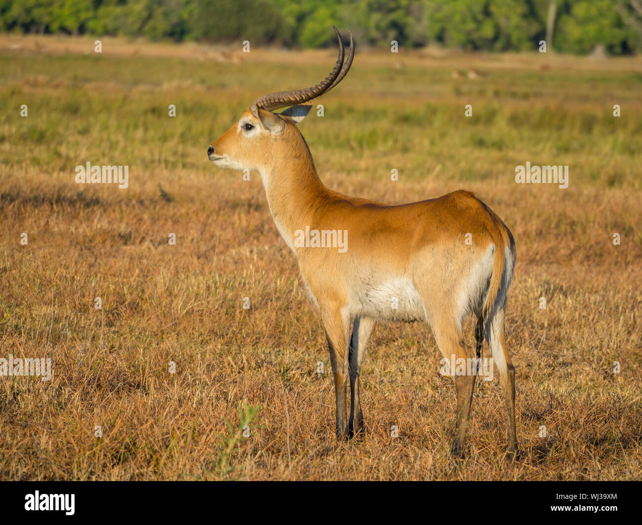 Male red deer side view hi-res stock photography and images - Alamy