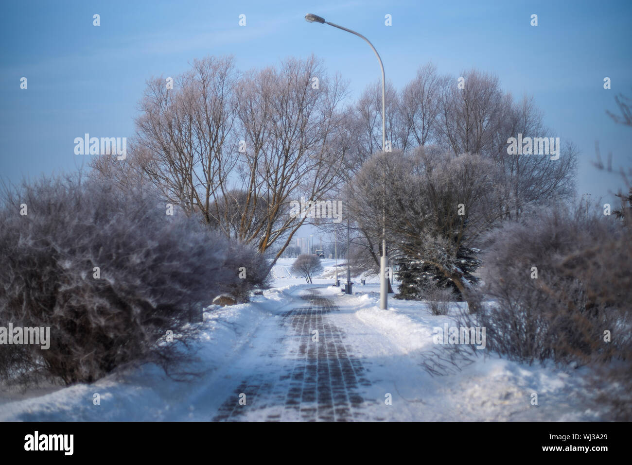 snow is coming before Christmas. winter forest Stock Photo - Alamy