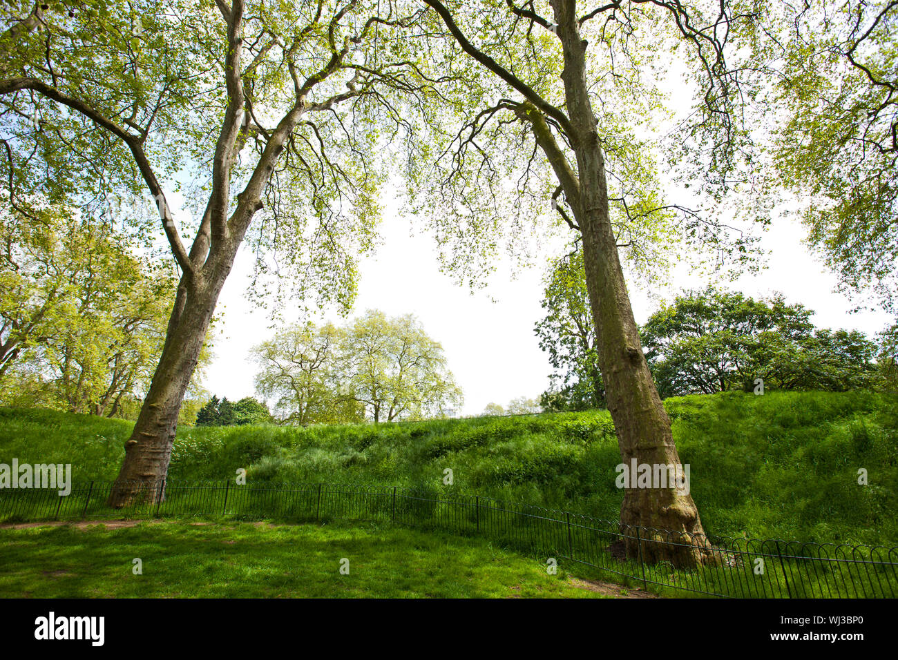 Two tall trees next to a small hill Stock Photo - Alamy