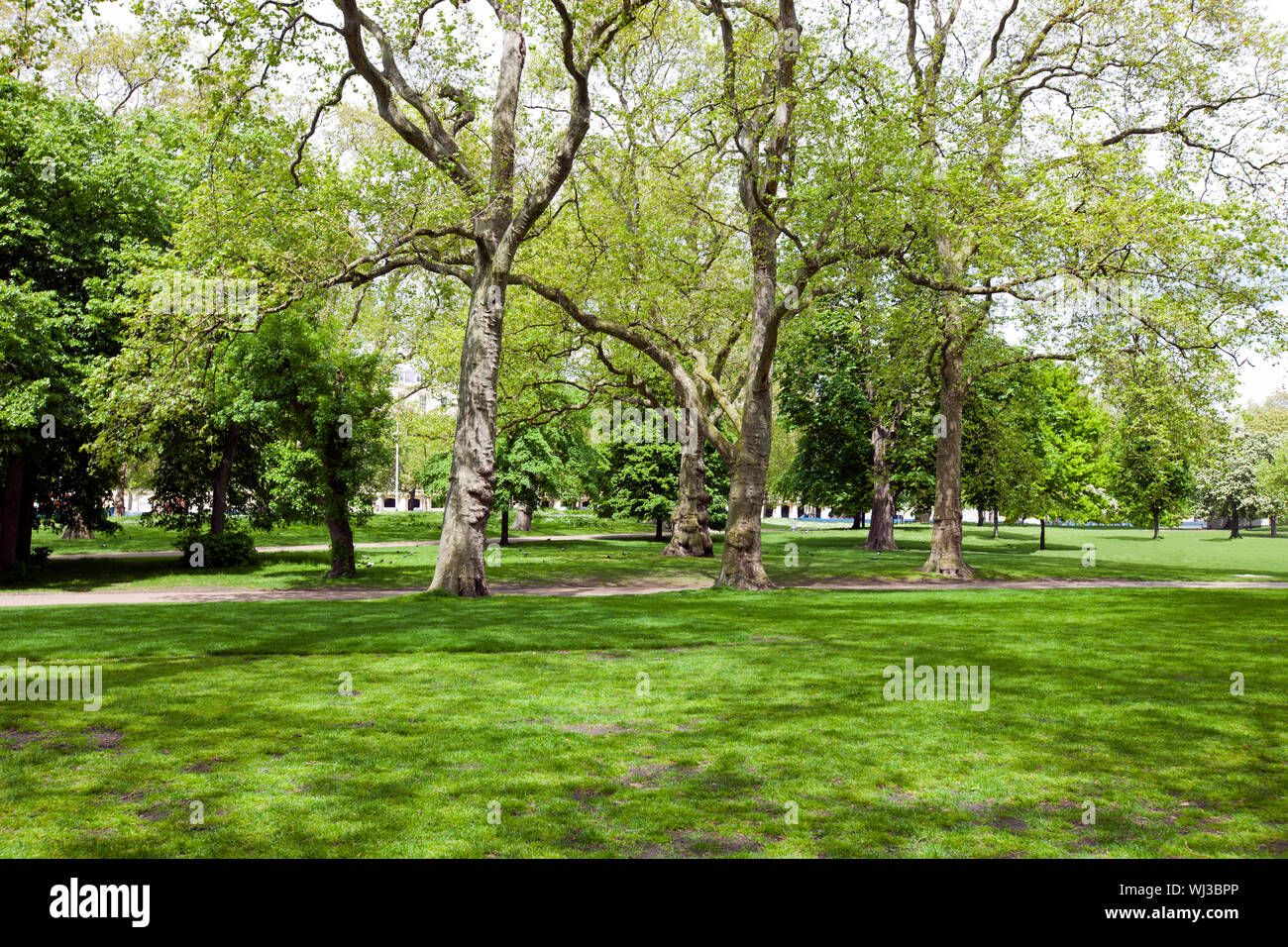 Two tall trees next to a small hill Stock Photo - Alamy