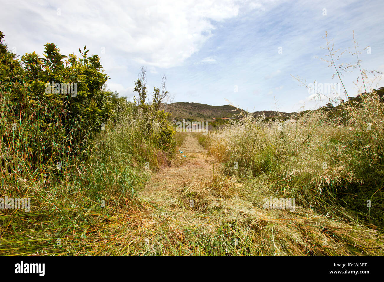 Mown grass pathway hi-res stock photography and images - Alamy