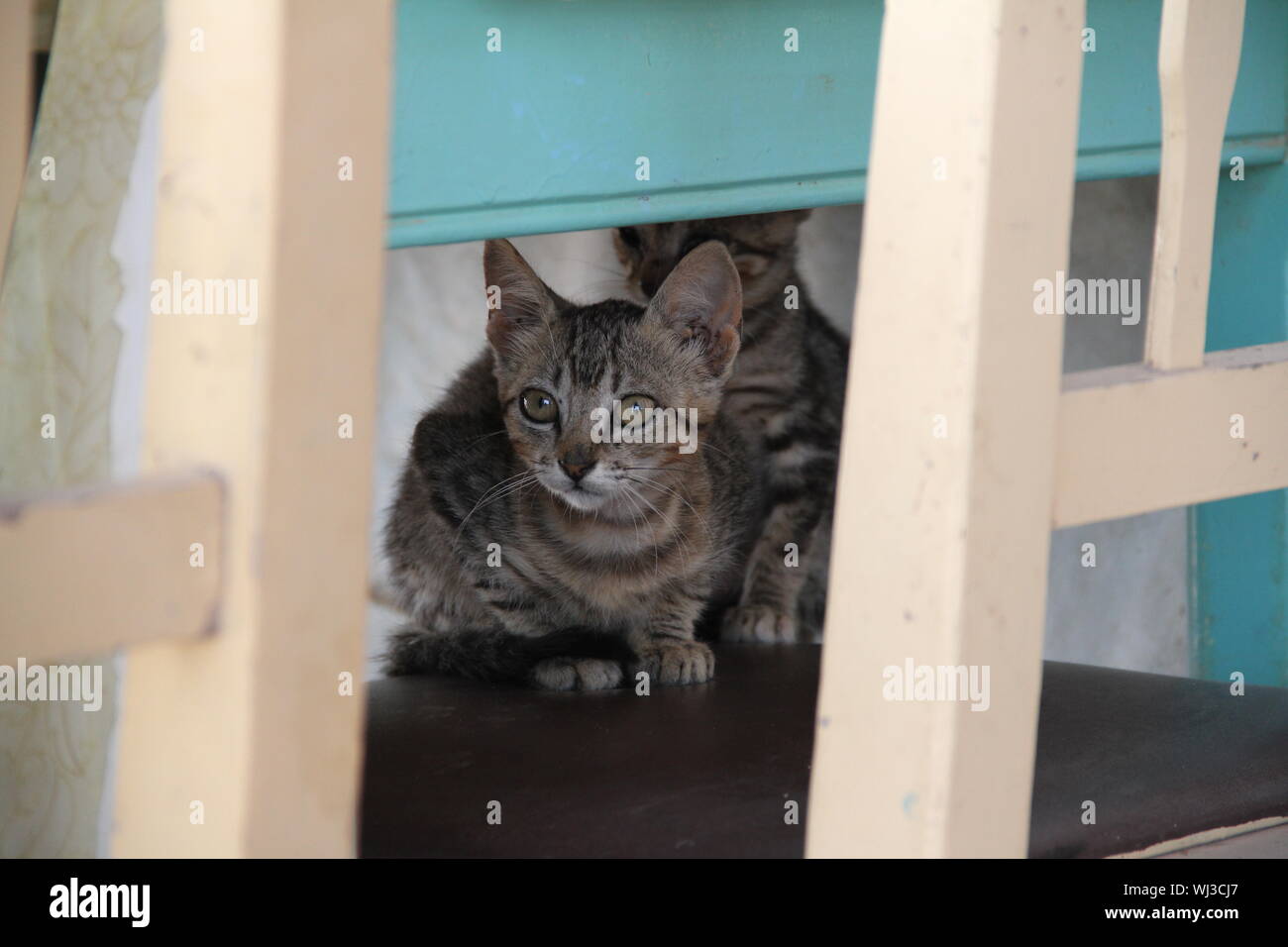 Cat hiding table hi-res stock photography and images - Alamy