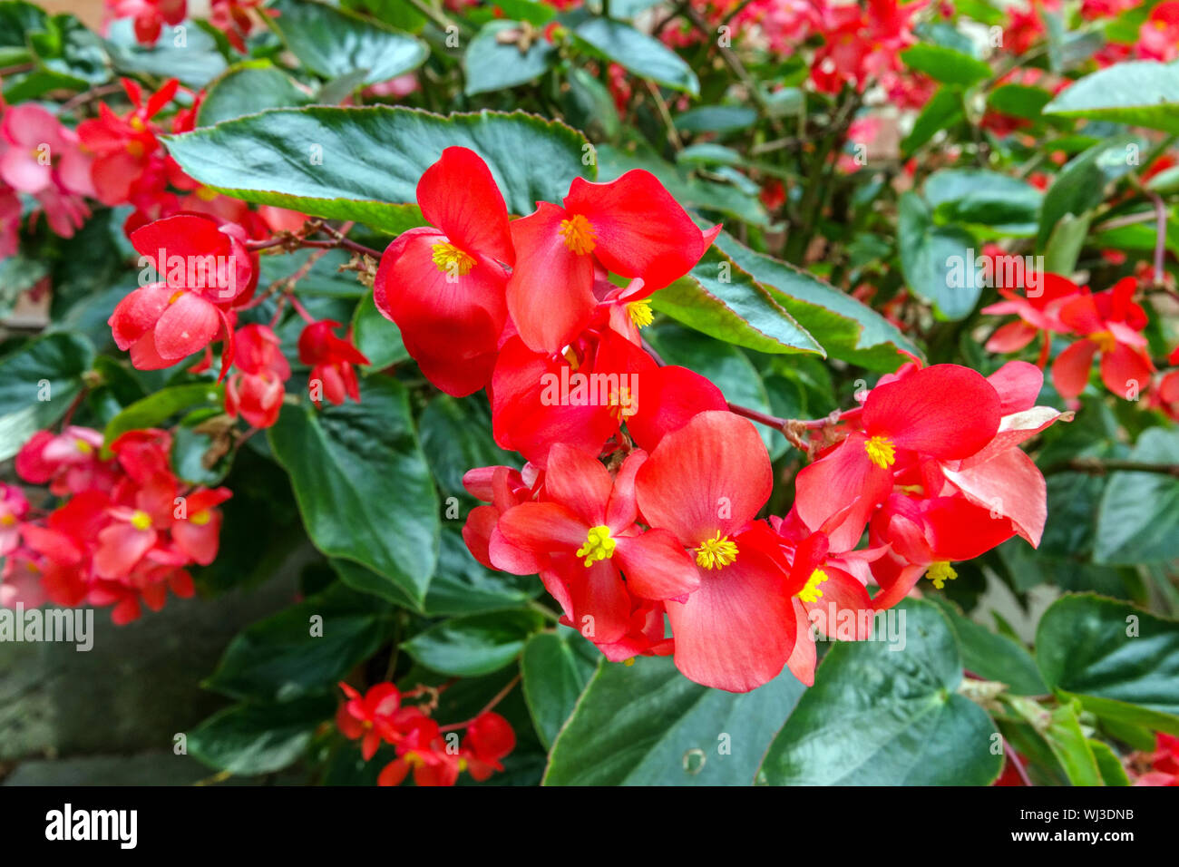Close up red begonia flower Stock Photo - Alamy