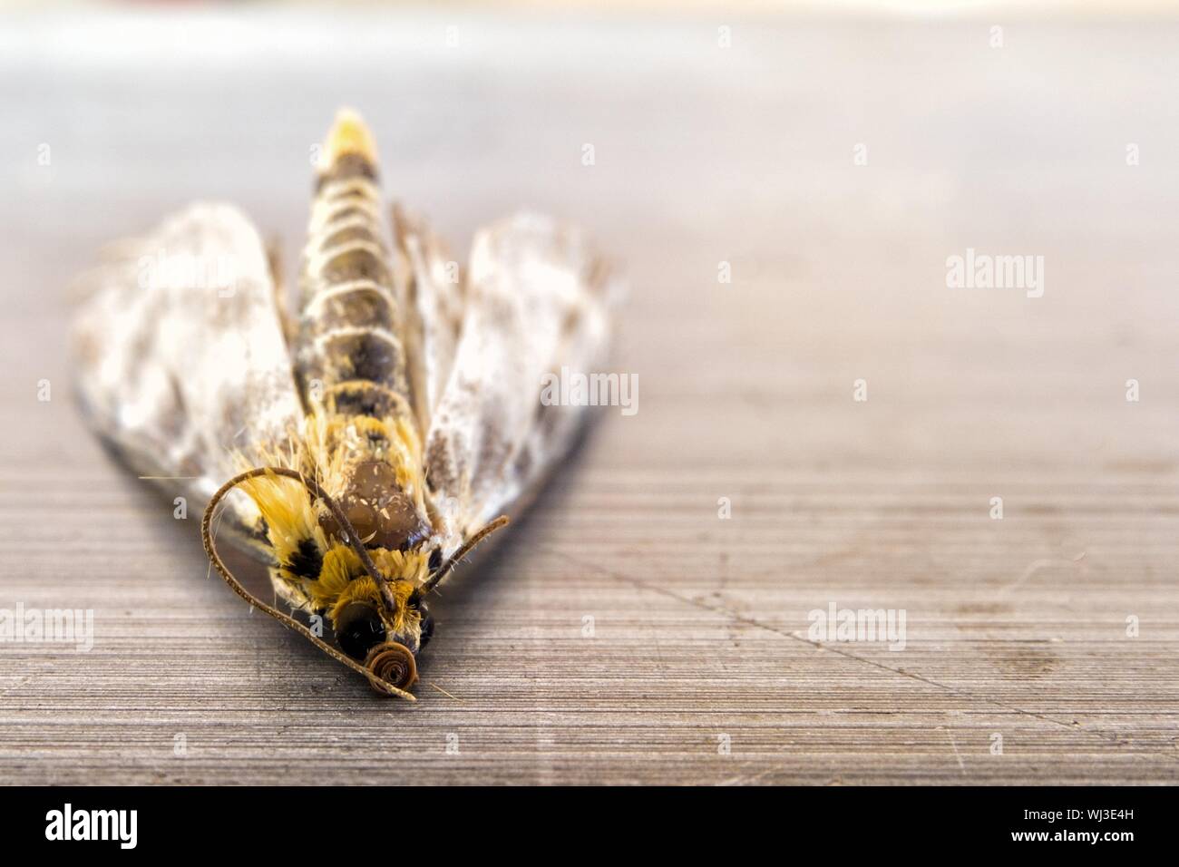 Death moth hi-res stock photography and images - Alamy