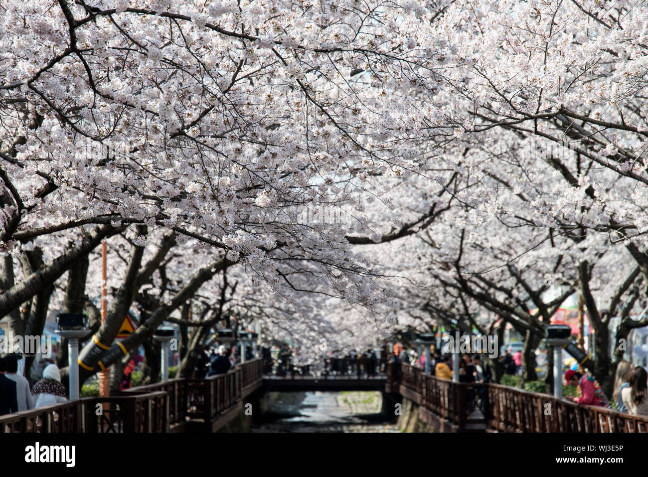 City in blossom hi-res stock photography and images - Alamy