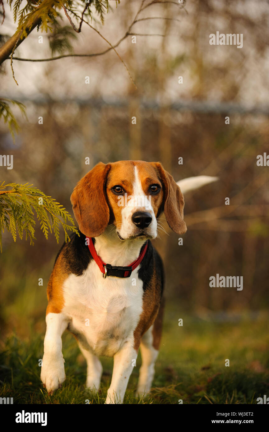 Are Beagles Good Running Dogs