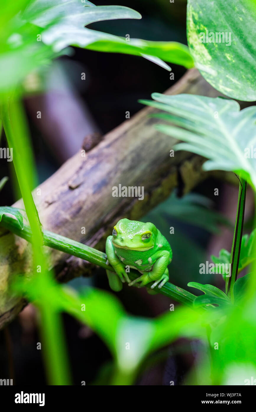 Waxy monkey treefrog hi-res stock photography and images - Alamy