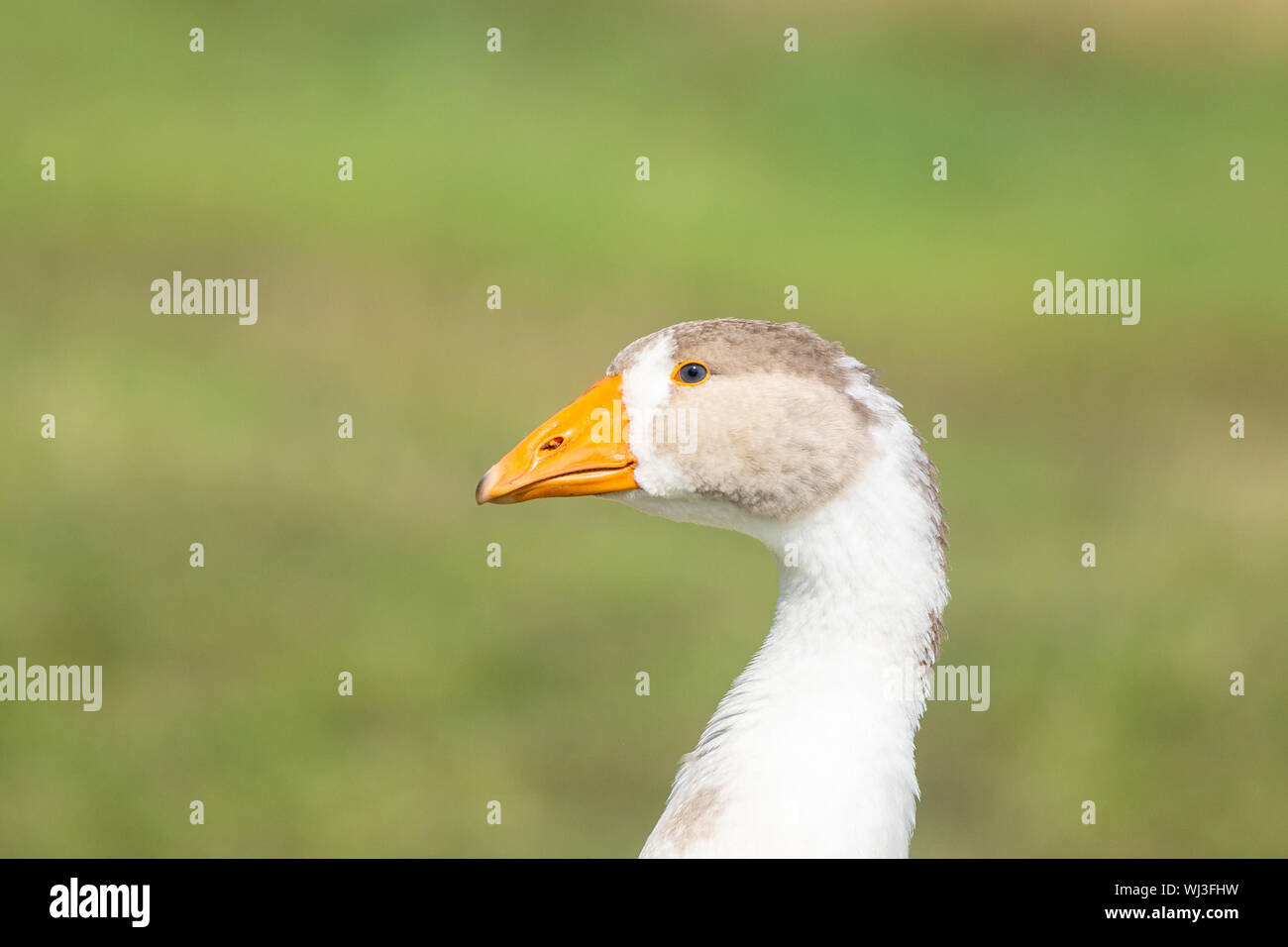 Gander and goose walking on a meadow with dandelions in farm Stock ...