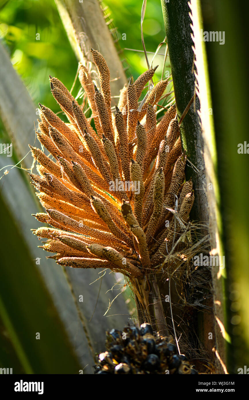 Dried oil palm flowers and fruits attracting birds and insects Stock ...
