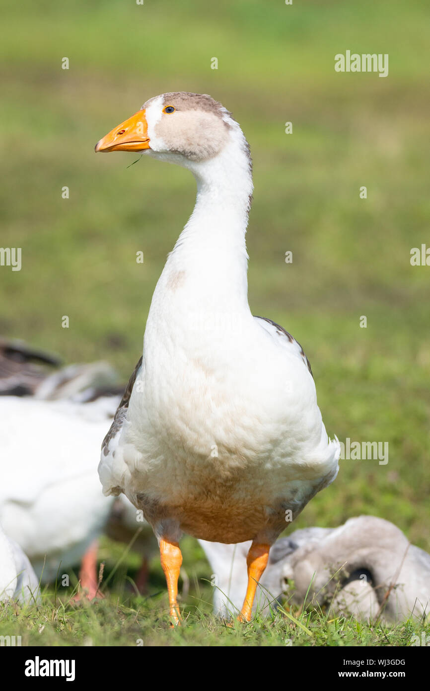 Gander and goose walking on a meadow with dandelions in farm Stock ...