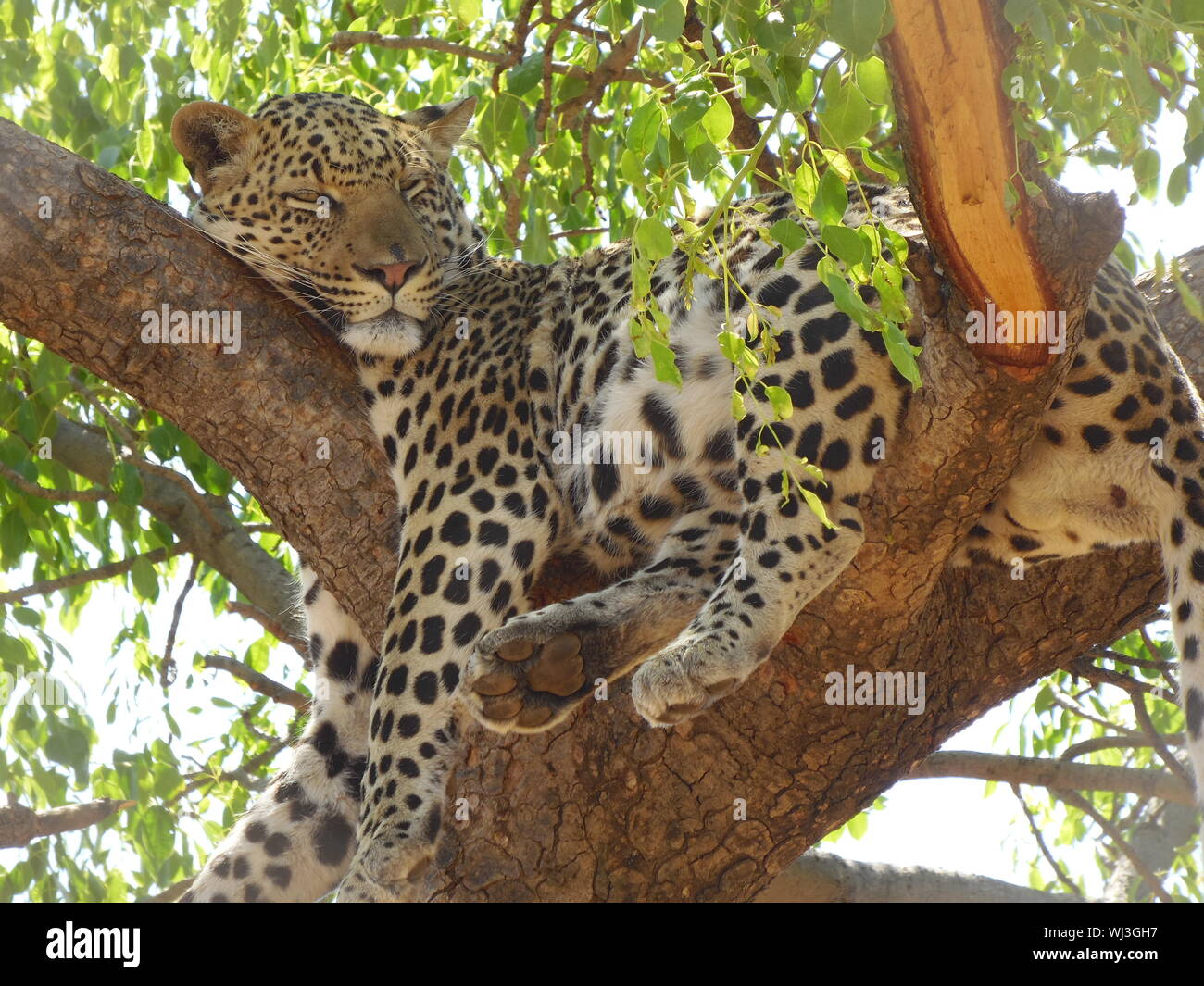 Leopard marking hi-res stock photography and images - Alamy