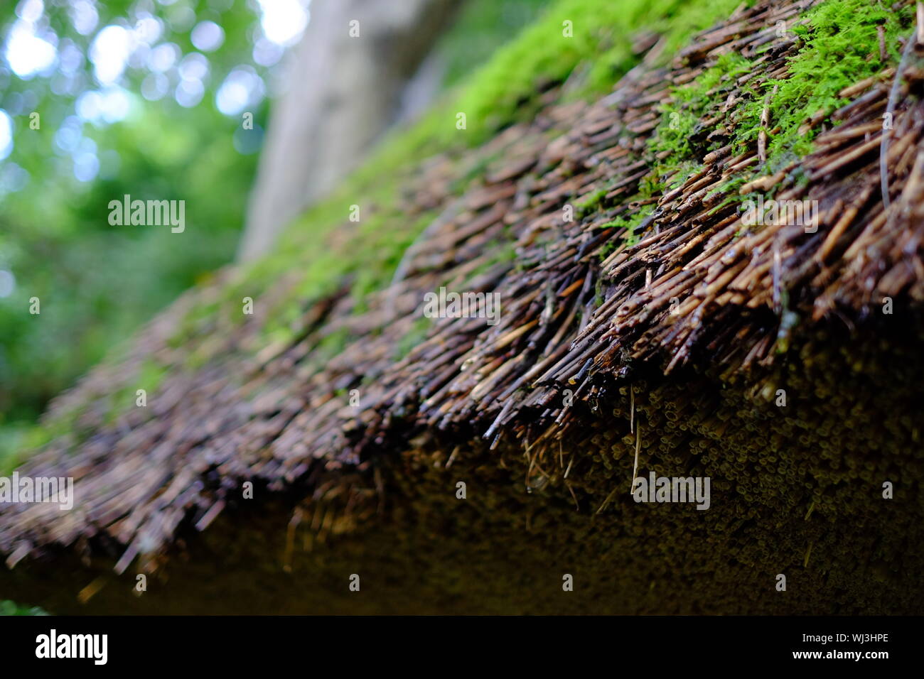 Moss growth on roof hi-res stock photography and images - Alamy