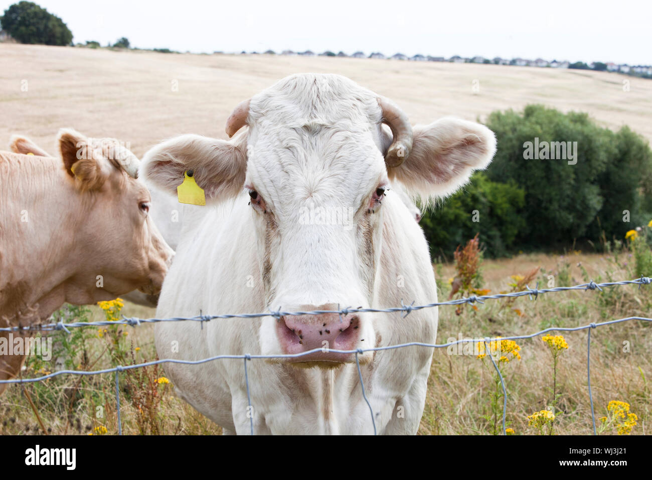 Country Lane in British Countryside Stock Photo - Alamy