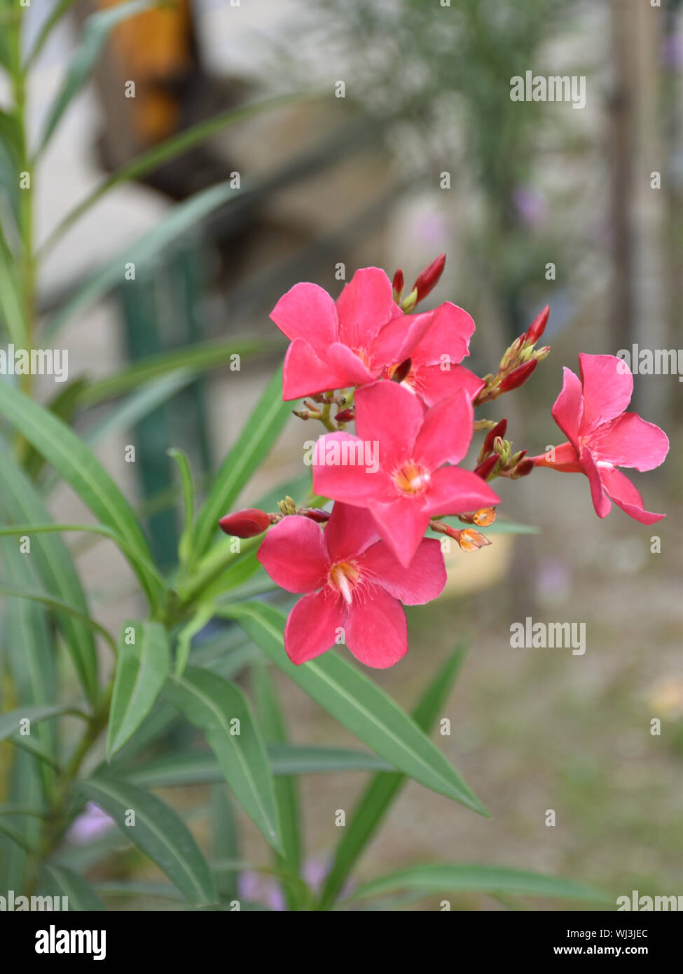 Close up shot of Nerium oleander is one of the most poisonous plants to ...