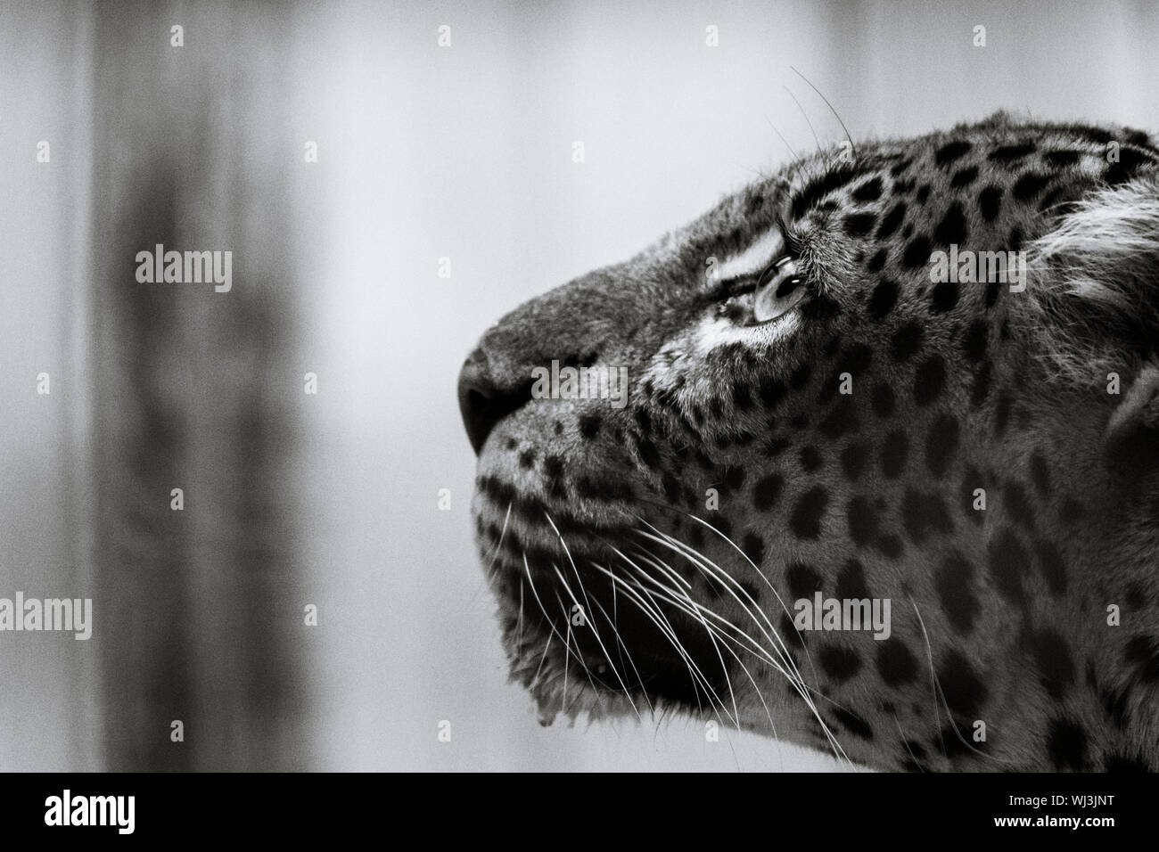 Black leopard profile hi-res stock photography and images - Alamy