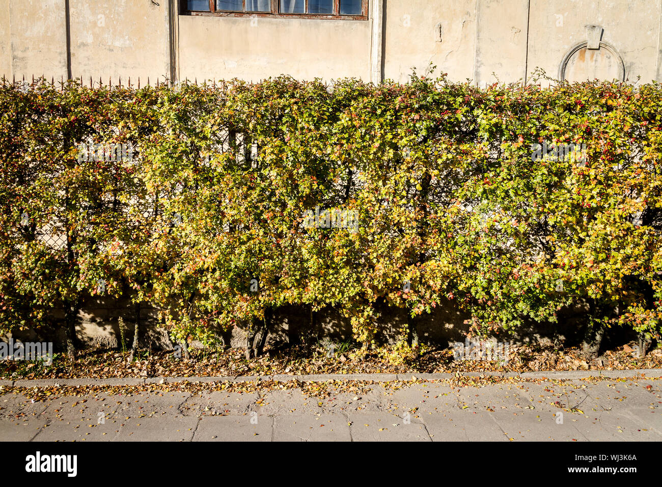 Yellow autumn hedge by the road. Urban nature background Stock Photo ...