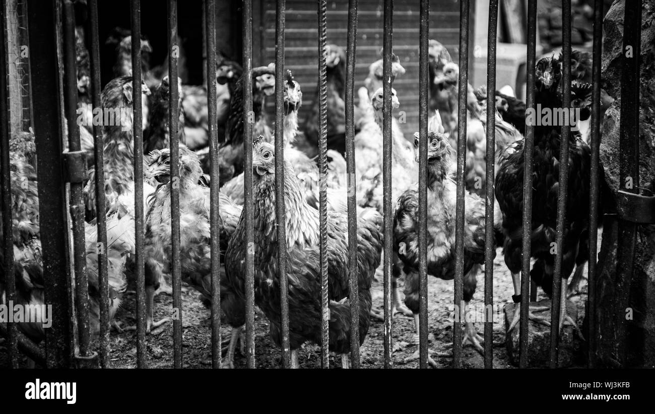 Livestock grate hi-res stock photography and images - Alamy