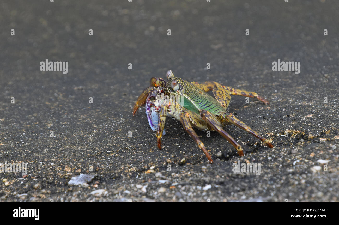 Shelf crab hi-res stock photography and images - Alamy