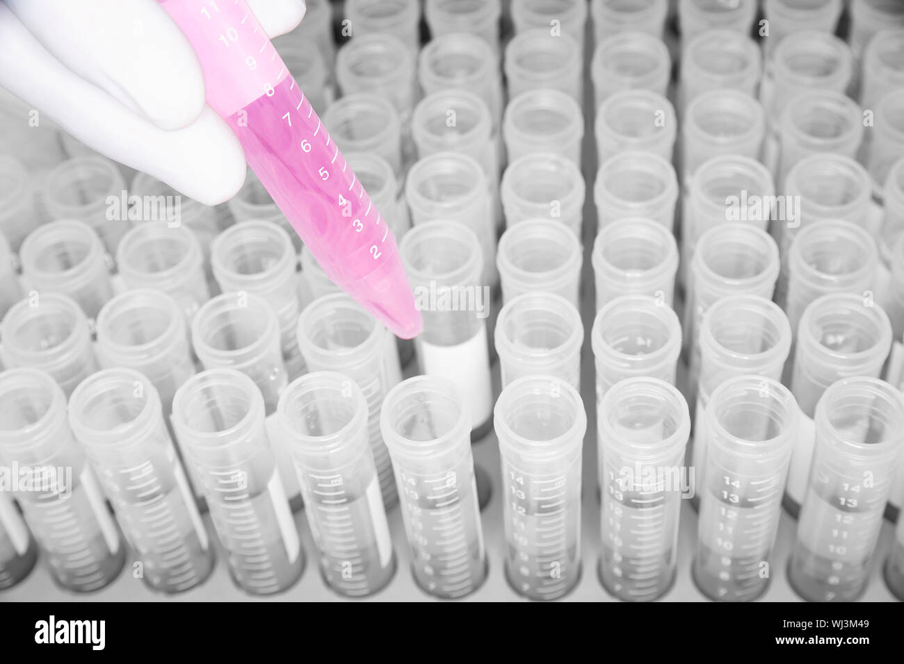 Lab worker adding pink liquid to containers in laboratory Stock Photo ...