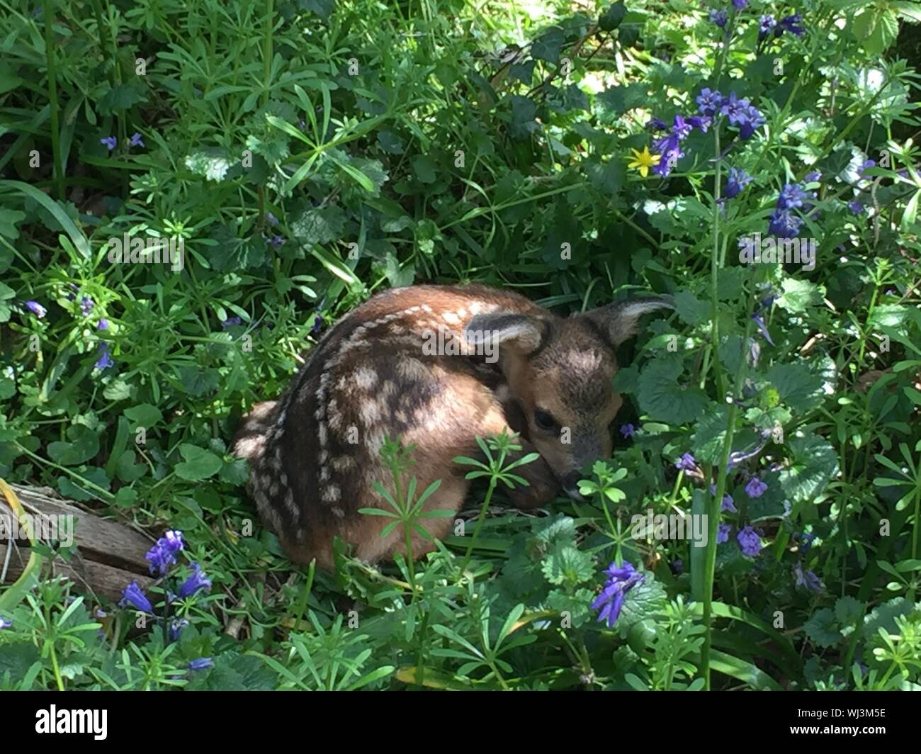 Woodland fawn hi-res stock photography and images - Alamy