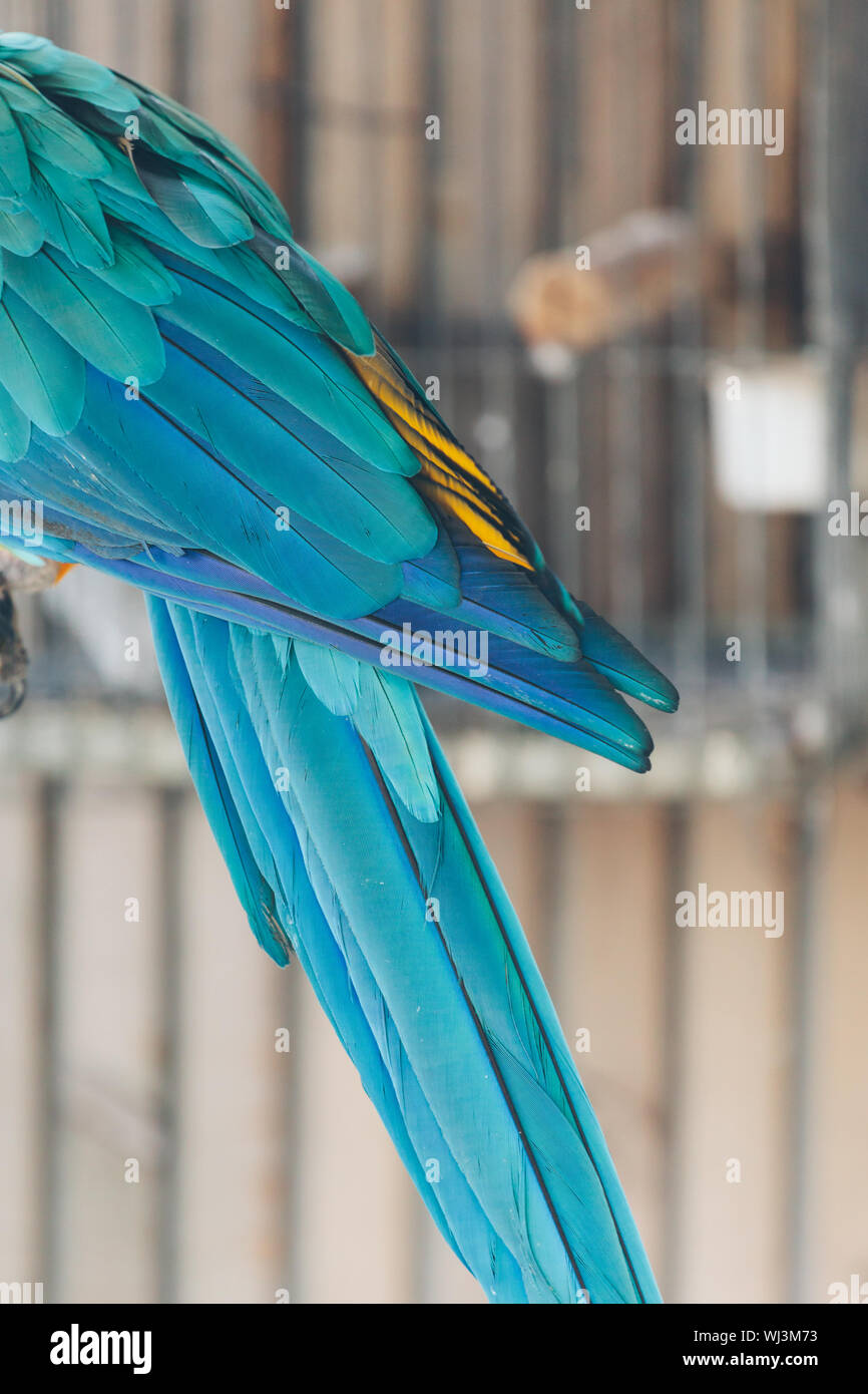 Blue bird cage hi-res stock photography and images - Alamy